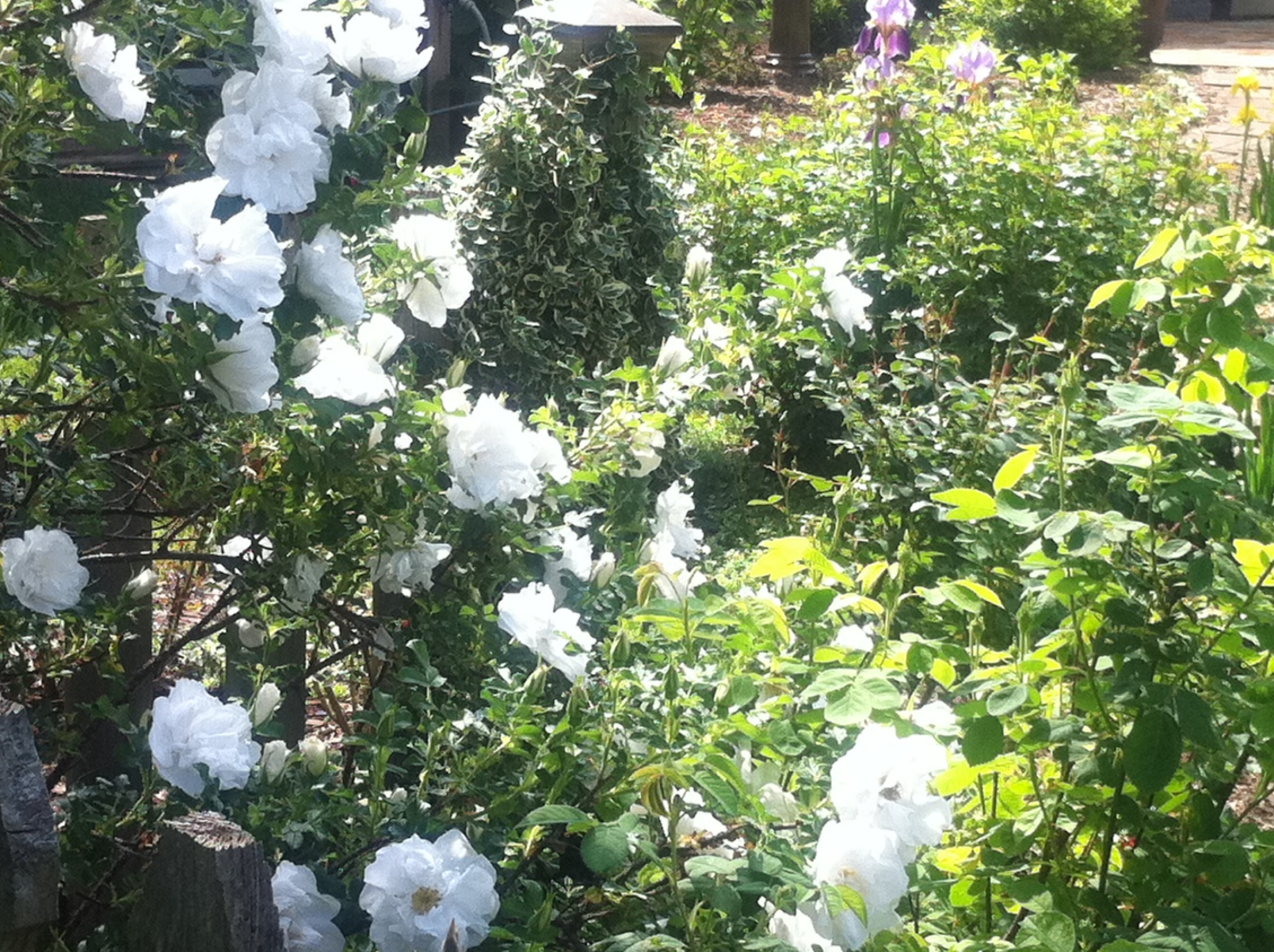 ROSE 004 – The Garden Diary