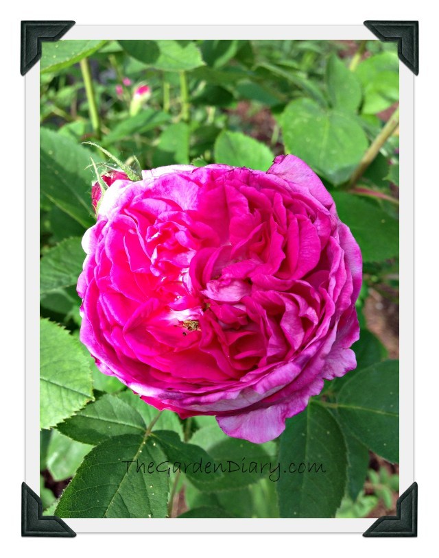 A Rose A Day: Reine des Violette – The Garden Diary
