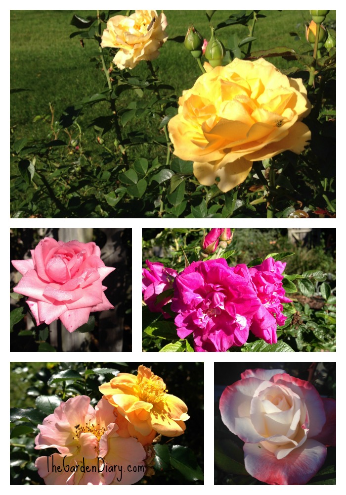 October – The Garden Diary