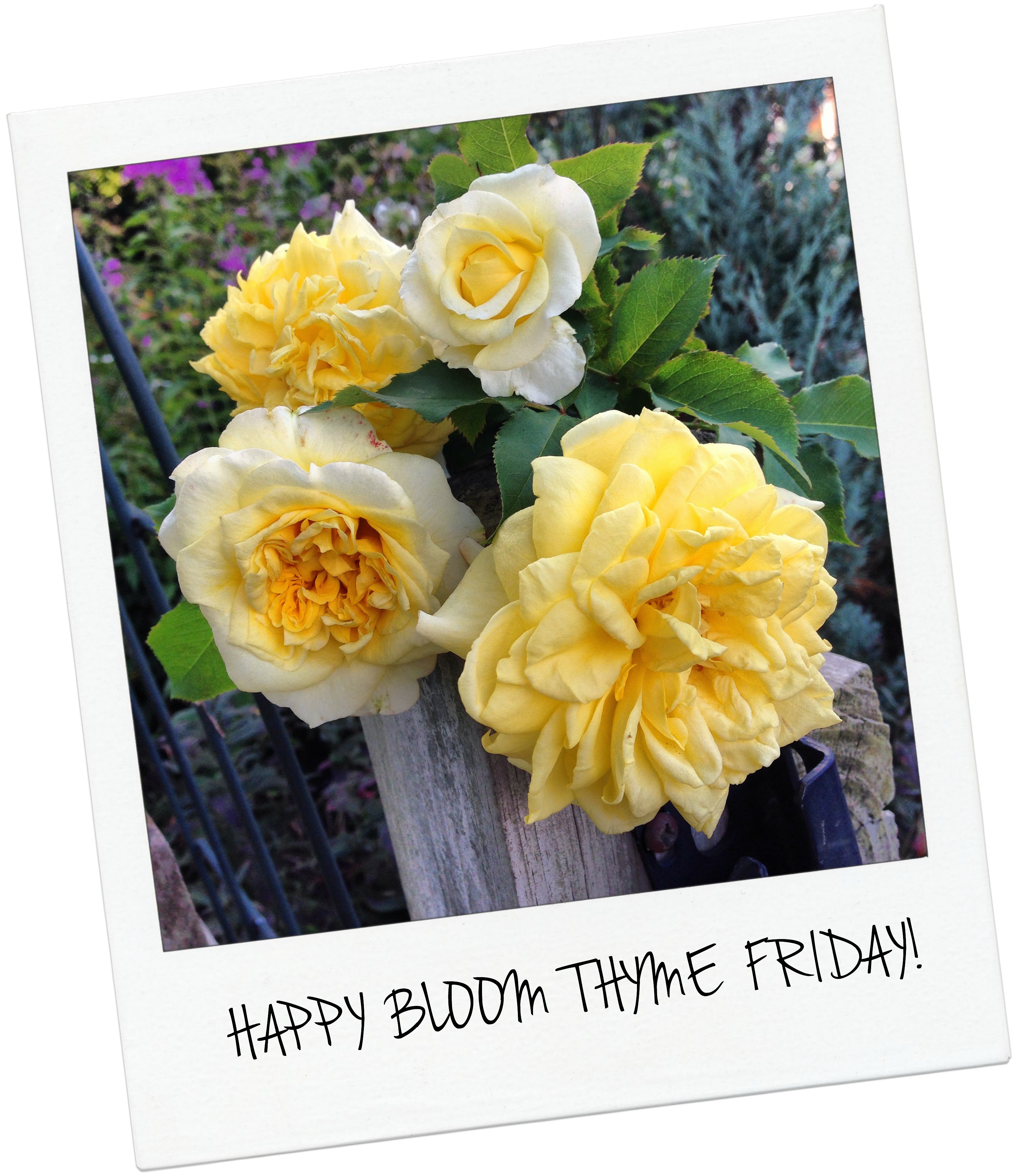 Bloom Thyme Friday: Down the Trail – The Garden Diary
