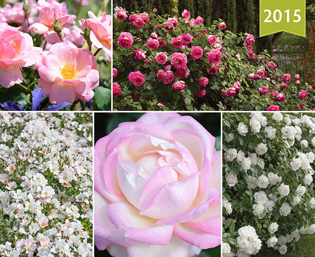 Rose Buzz: Fireworks – The Garden Diary