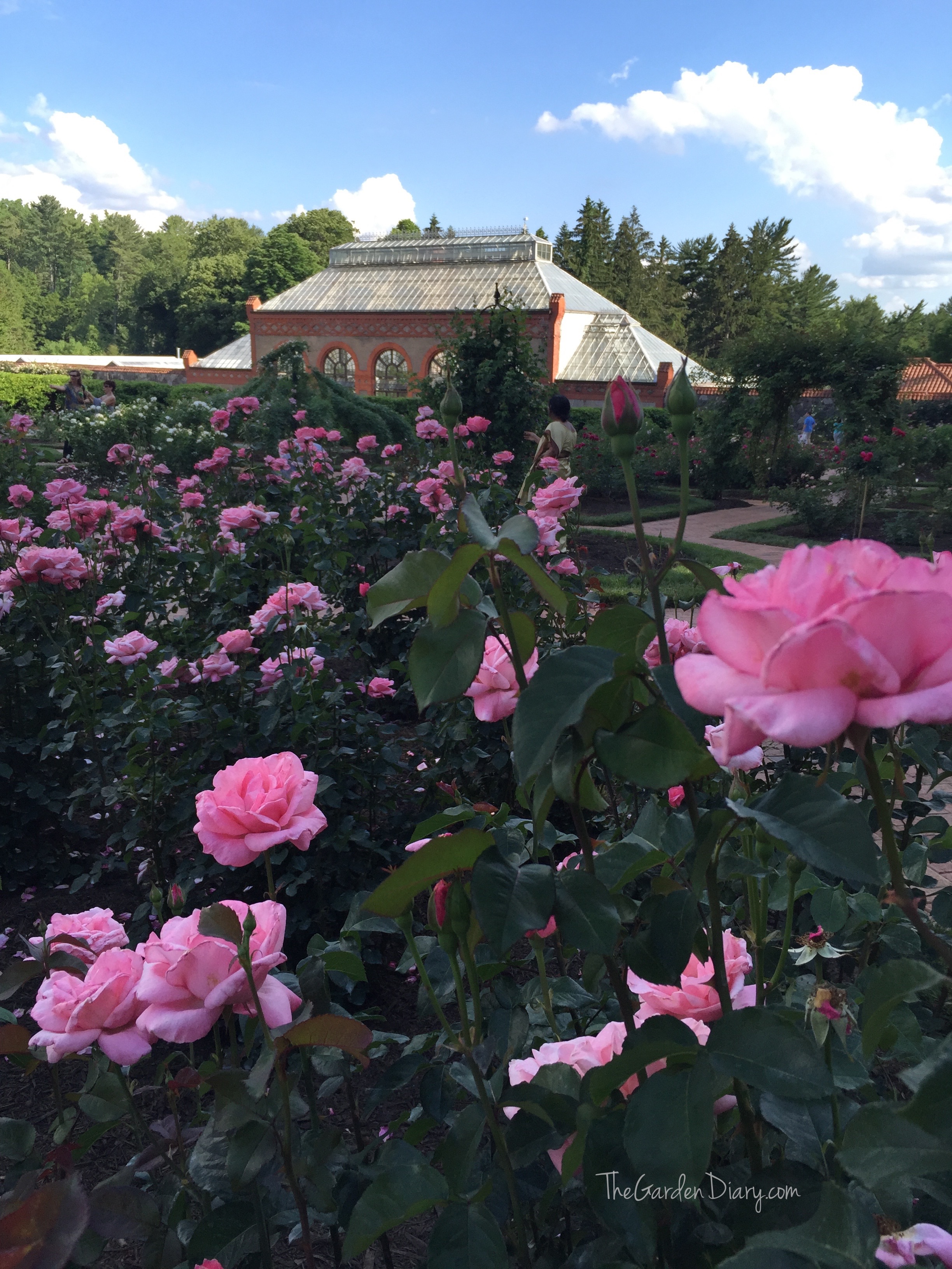 ROSE BUZZ: The Biltmore Rose Trial Winners 2015 – The Garden Diary