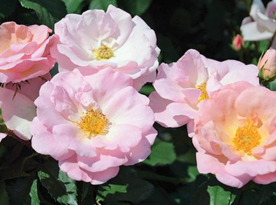 ROSE BUZZ: The Biltmore Rose Trial Winners 2015 – The Garden Diary