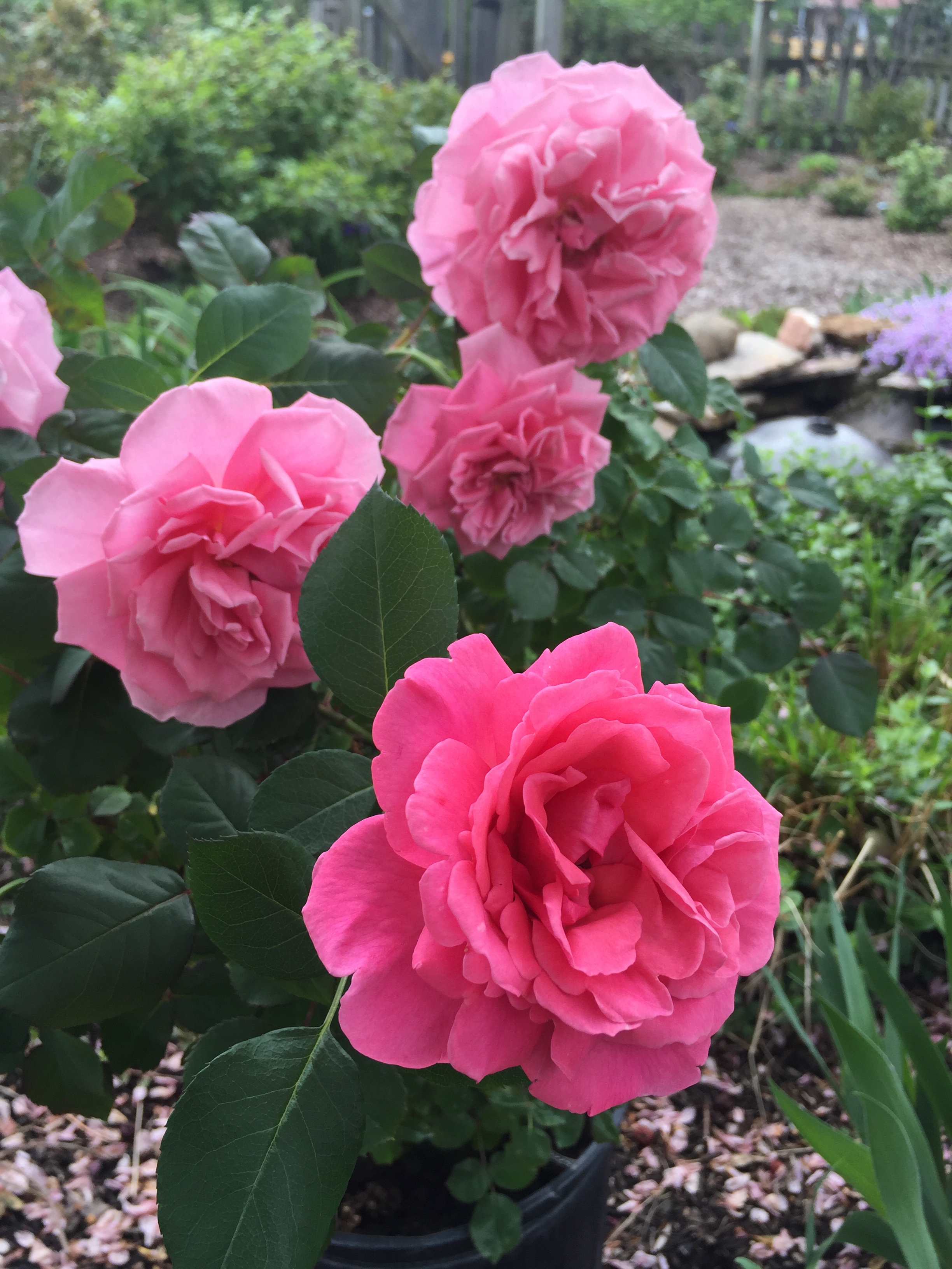 Bloom Thyme Friday: Biltmore Rose Trial Winners! – The Garden Diary