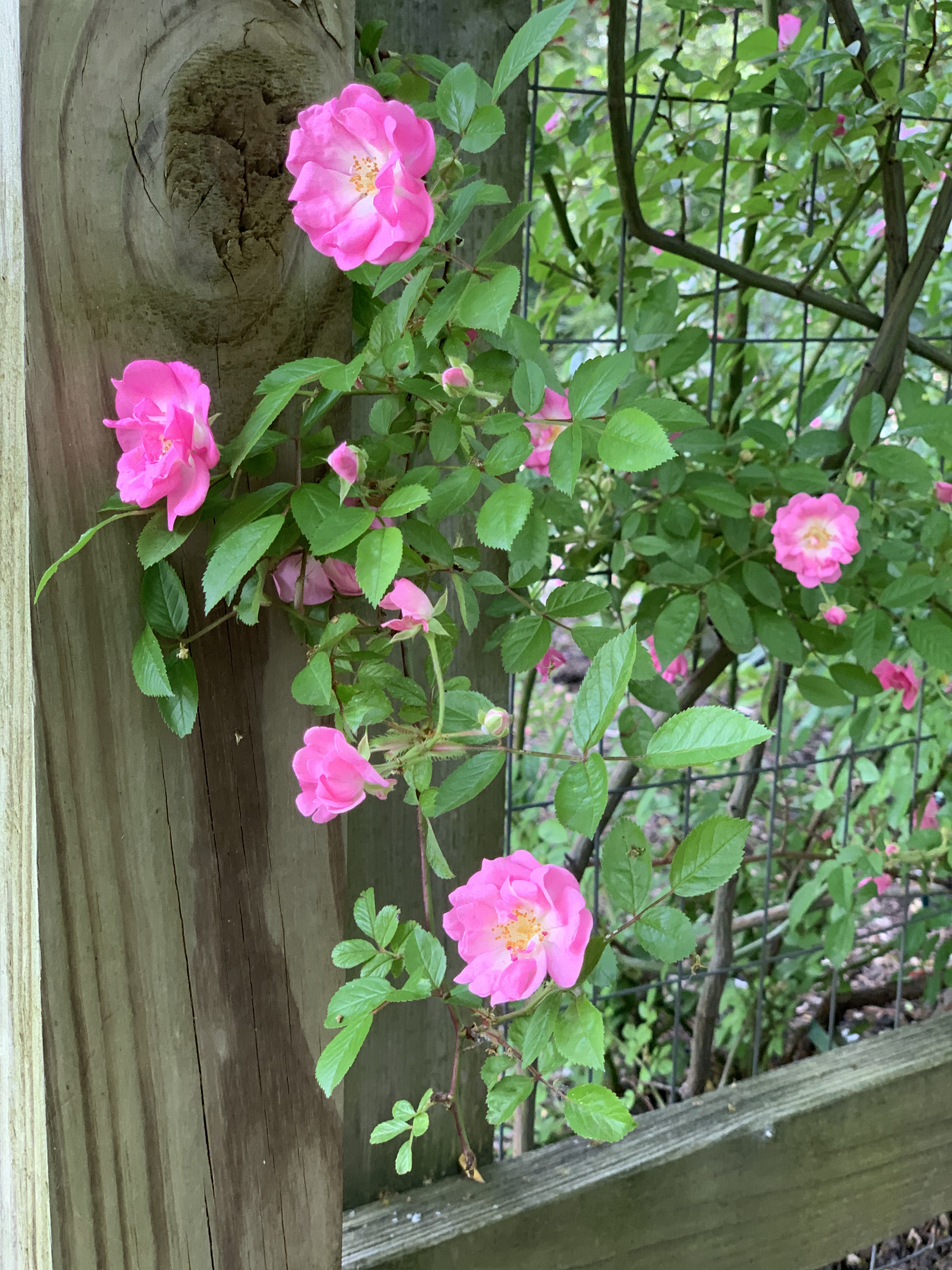 Bloom Thyme Friday: Friends and Roses Part 1 – The Garden Diary